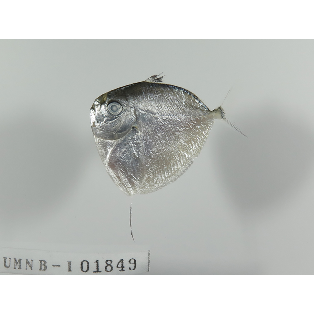 魚類写真資料データベース - KPM-